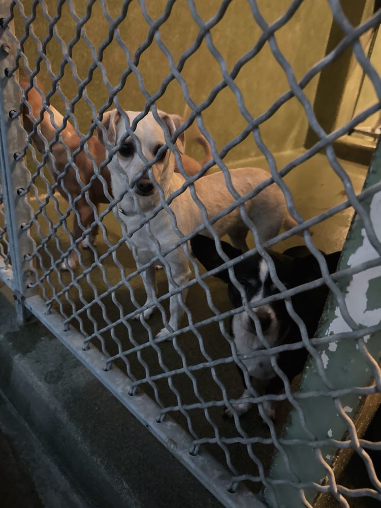 CARSON ANIMAL CARE CENTER - Updated October 2025 - 229 Photos & 216 ...