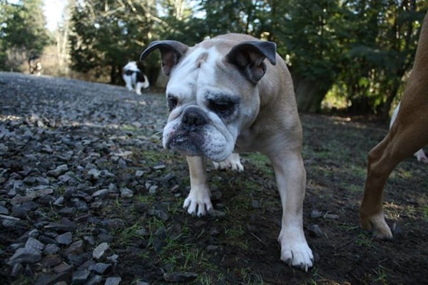 DOGS-A-JAMMIN - Updated December 2025 - 48 Reviews - 16725 232nd Ave NE ...