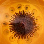 SHELL ISLAND WHITE SAND BEACH - 45 Photos & 27 Reviews - 4607 Thomas Dr ...