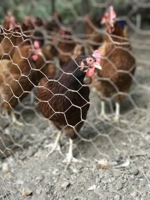 TOWN OF PULGA - Updated October 2025 - 84 Photos - 430 Pulga Rd, Pulga ...