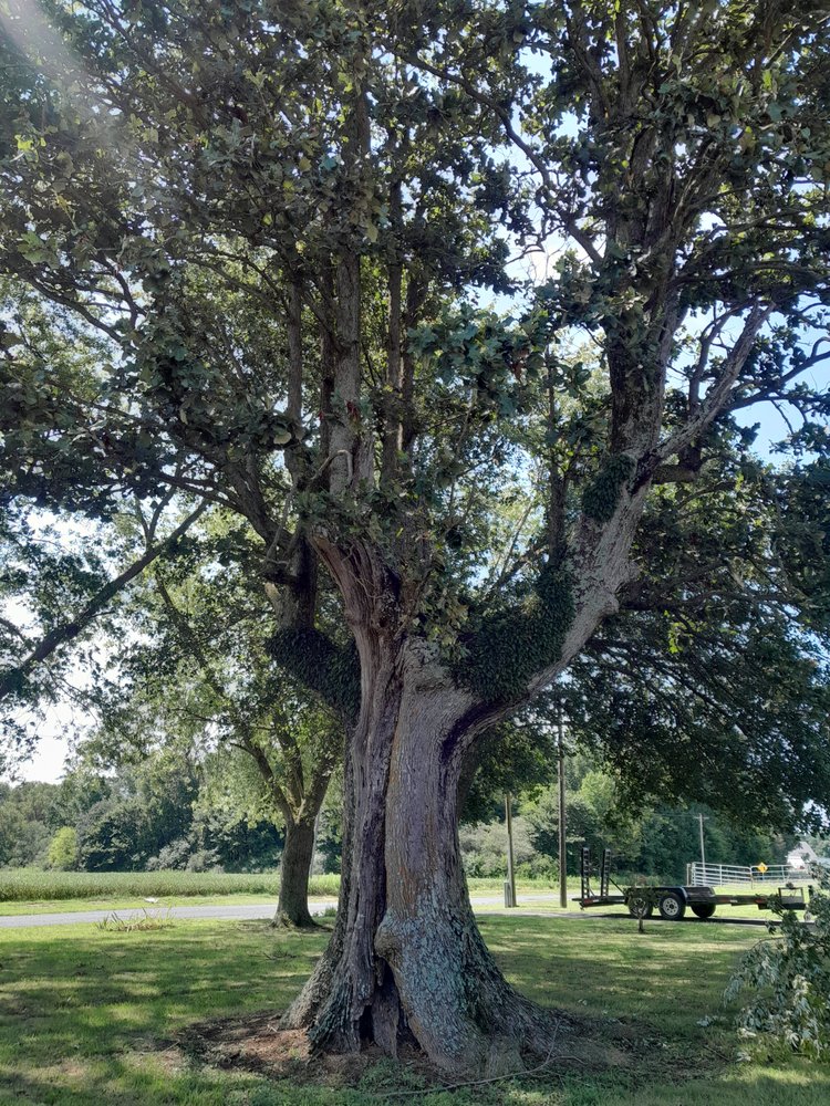 MATTHEWS TREE AND LANDSCAPE - Updated January 2025 - 20 Photos ...
