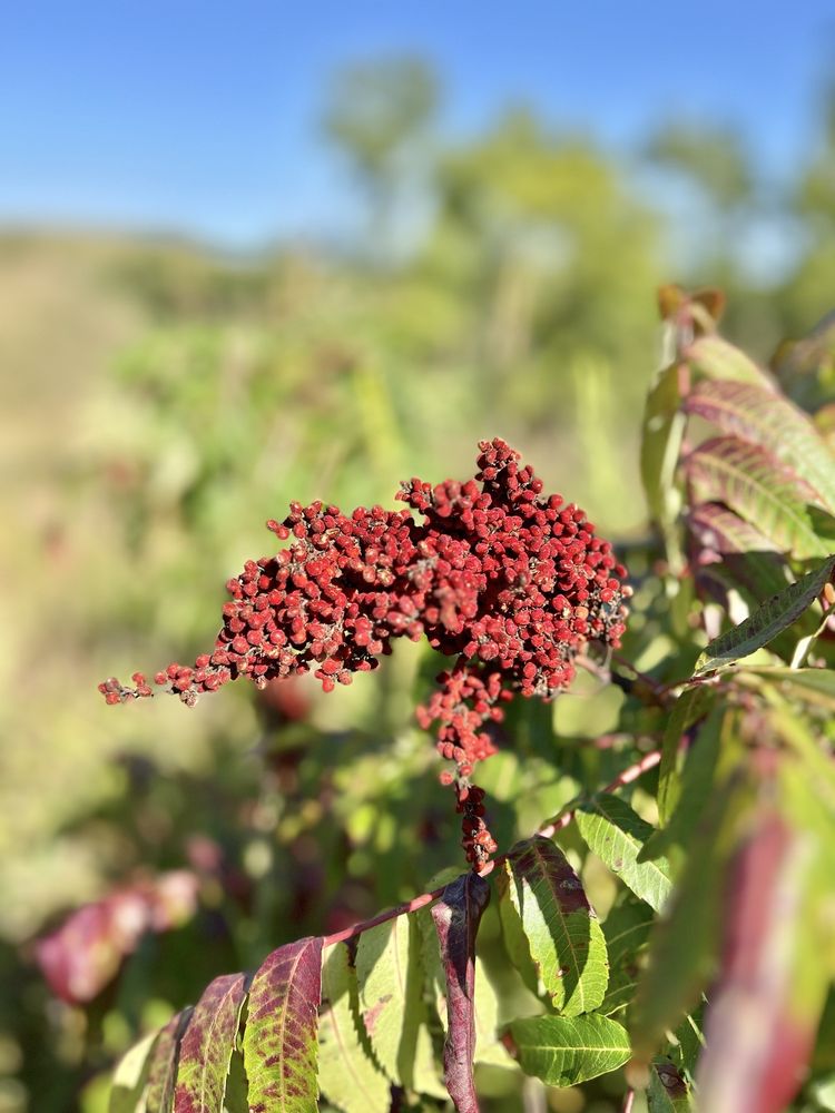 CHASE STATE FISHING LAKE - Updated August 2025 - 14 Photos - 1130 Lake ...