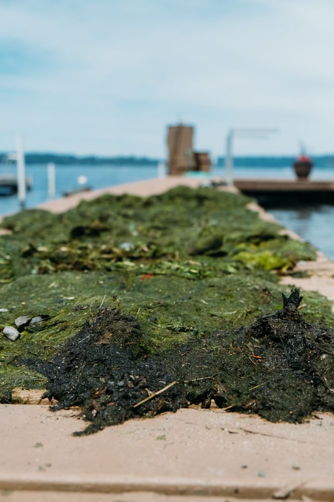 SEATOWN SEAWEED REMOVAL - Updated May 2025 - 16 Photos - Bellevue ...