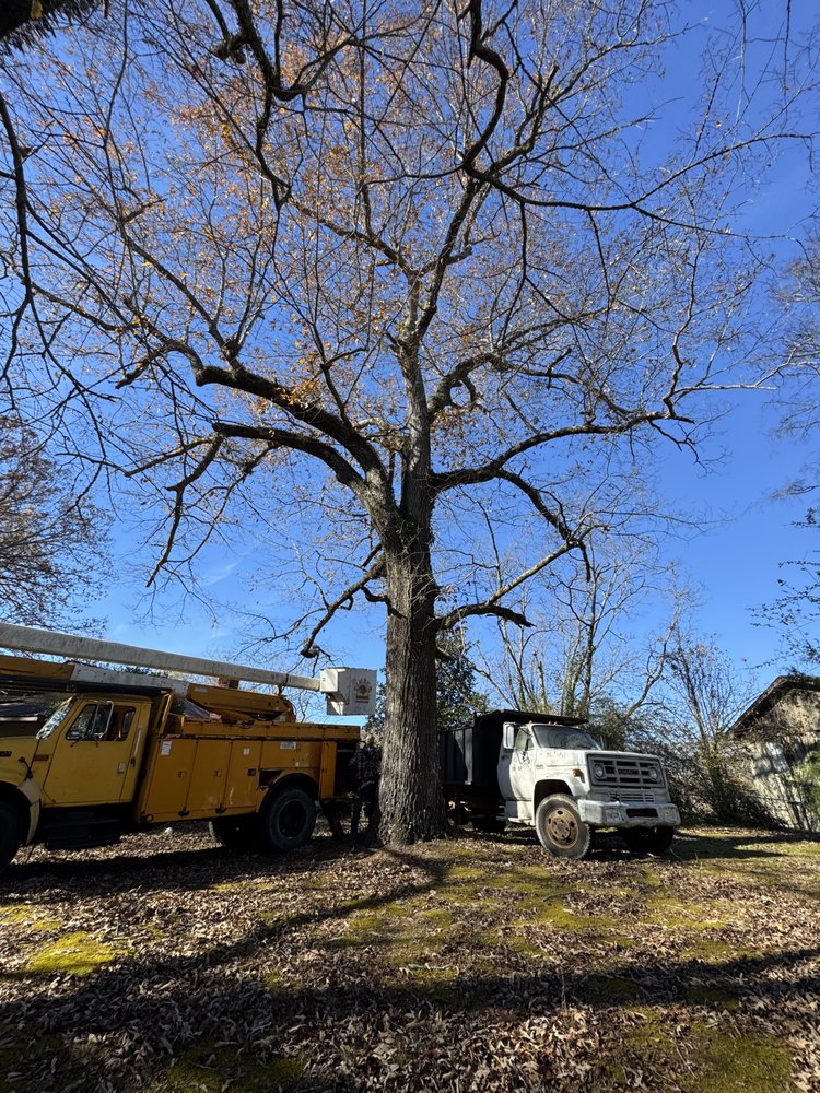 BROWN’S TREE SERVICE - Updated November 2025 - Request a Quote - Pell City, Alabama - Tree ...