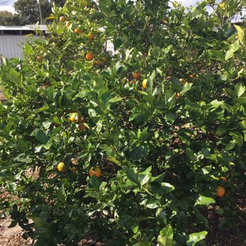 RIDGE ISLAND GROVES - Updated March 2025 - 165 Photos & 30 Reviews ...