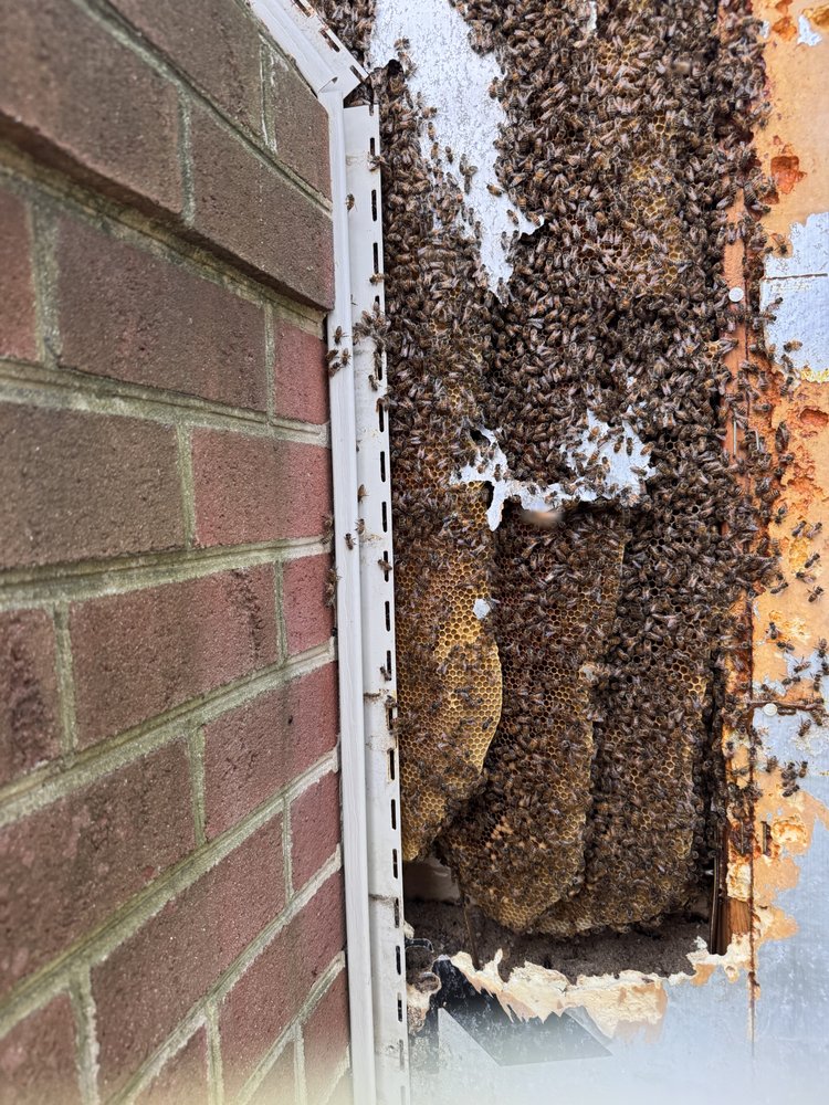 BEST BEE REMOVAL - Updated October 2025 - 32 Geist Rd, Leola, Pennsylvania - Pest Control ...