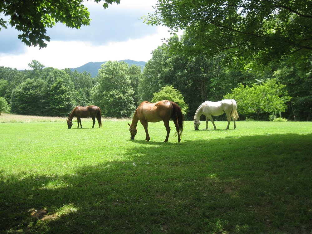 BLUE RIDGE HORSE ADVENTURES - Request Consultation - Spruce Pine, NC - Yelp