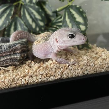 LLLREPTILE & SUPPLY - Updated July 2024 - 407 Photos & 430 Reviews ...