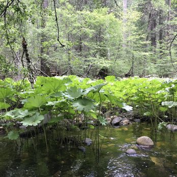 PIPI CAMPGROUND - Updated June 2025 - 122 Photos & 44 Reviews - Pioneer ...