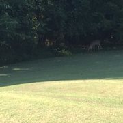 SHELBY GOLF COURSE - 25 Photos & 22 Reviews - 2021 Fatherland St ...