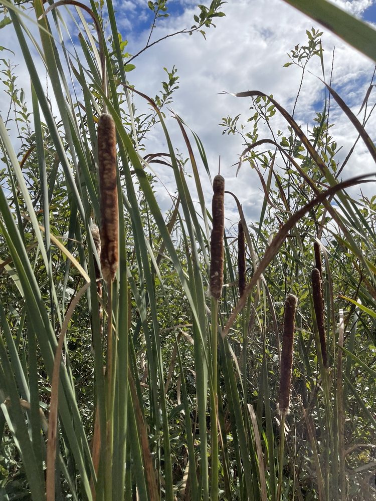SPRING BLUFF FOREST PRESERVE - Updated August 2024 - 1200 7th St ...