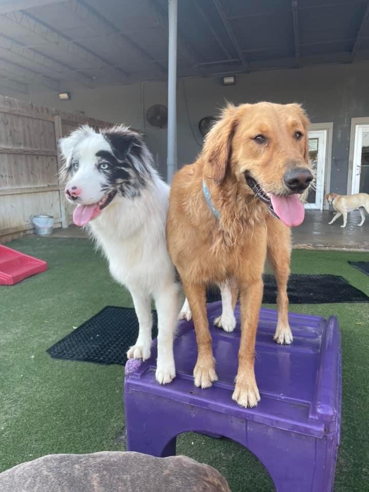 PRIMO DOG - Updated October 2024 - Request an Appointment - 131 ...