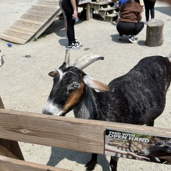 ROGER WILLIAMS PARK ZOO - Updated September 2024 - 1157 Photos & 295 ...
