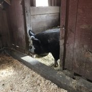 MUSCOOT FARM - 143 Photos & 37 Reviews - Farmers Market - 51 Rt 100 ...