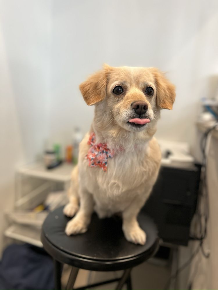 WOOF STATION - Updated December 2025 - 179 Photos - 613 Frank E Rodgers ...