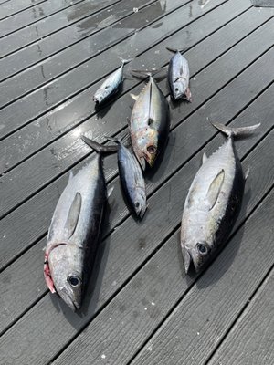 JOLLY ROGER 2 - Updated December 2025 - 20 Photos & 12 Reviews - 1800 N ...