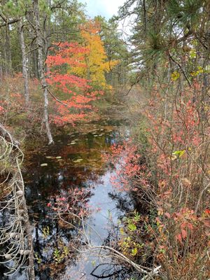 BATONA TRAIL - Updated July 2025 - 15 Photos - Browns Mills, New Jersey ...