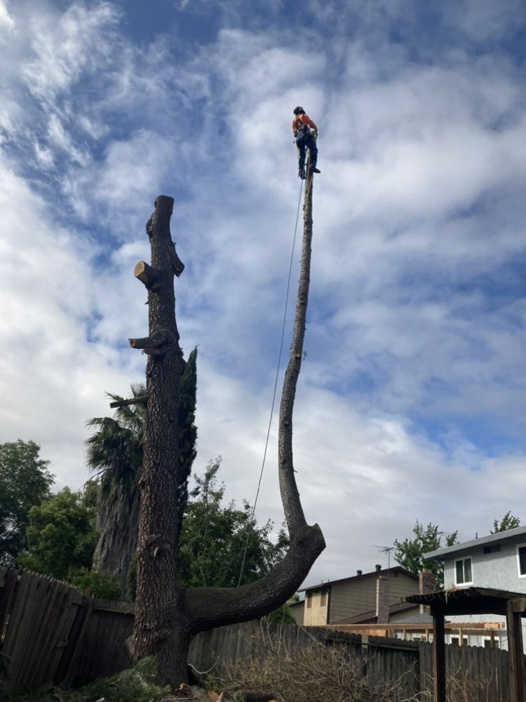 PABLO’S TREE SERVICE - Updated August 2024 - Yuba City, California ...