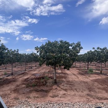 PISTACHIOLAND - Updated July 2024 - 506 Photos & 206 Reviews - 7320 Hwy ...