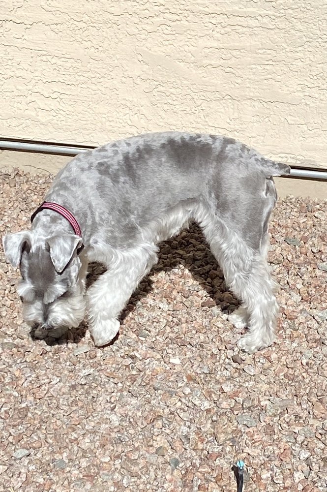 A PASSION FOR PETS - Updated May 2024 - 58 Photos & 41 Reviews - 675 N ...