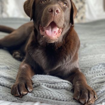 HYDRODOG BERT - Updated January 2026 - 34 Photos & 22 Real Reviews ...