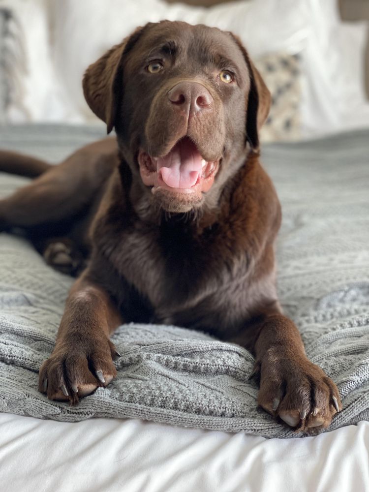 HYDRODOG BERT - Updated January 2026 - 34 Photos & 22 Reviews - Redmond ...