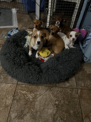 THE BARKING LOT DOG RESCUE - Updated December 2025 - Request ...