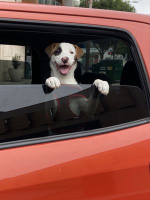 BAJA DOG RESCUE - Updated August 2025 - 29 Photos & 45 Reviews - San ...