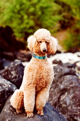 VCA CAPEWAY ANIMAL HOSPITAL - Updated January 2026 - 11 Photos & 45 ...