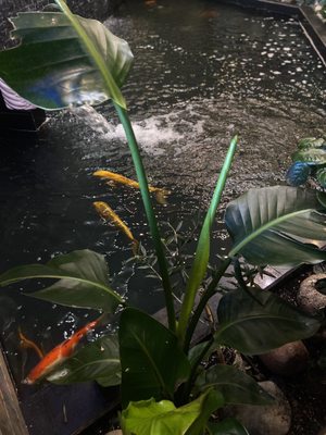 DRAGON STAR BUFFET - 19 Photos & 27 Reviews - 14103 Irving Ave S ...