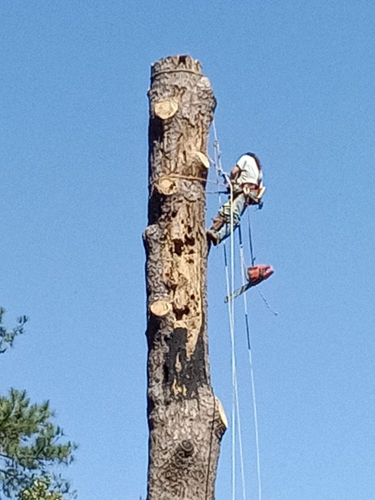 TRADITIONAL TREE WORKS - Updated October 2025 - Request a Quote - 12 ...