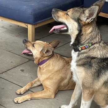 BORDER TAILS RESCUE - Updated October 2025 - 35 Photos & 44 Reviews ...