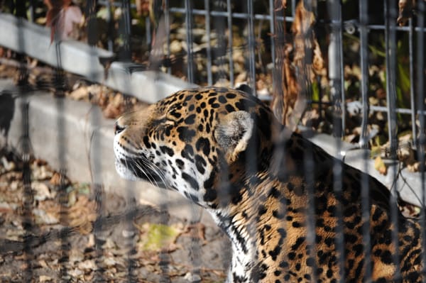 BRAMBLE PARK ZOO - Updated June 2026 - 90 Photos & 12 Reviews - 800 ...