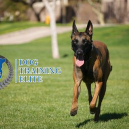 Dog Training Elite Reviews | Read Customer Service Reviews of ...