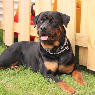 ANIMAL CLINIC NORTHVIEW - Updated July 2025 - 52 Photos & 127 Reviews ...