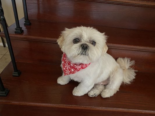 POSH PAWS PET GROOMING - Updated July 2024 - 63 Photos & 30 Reviews ...