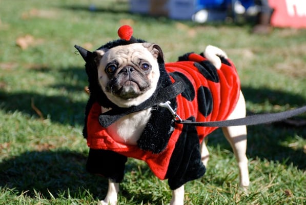 PAWS4EVER - Updated May 2026 - 27 Photos - 6311 Nicks Rd, Mebane, North ...