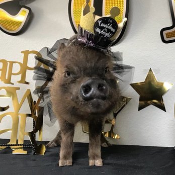 AZ MICRO MINI PIGS - Updated August 2025 - 258 Photos & 14 Reviews ...
