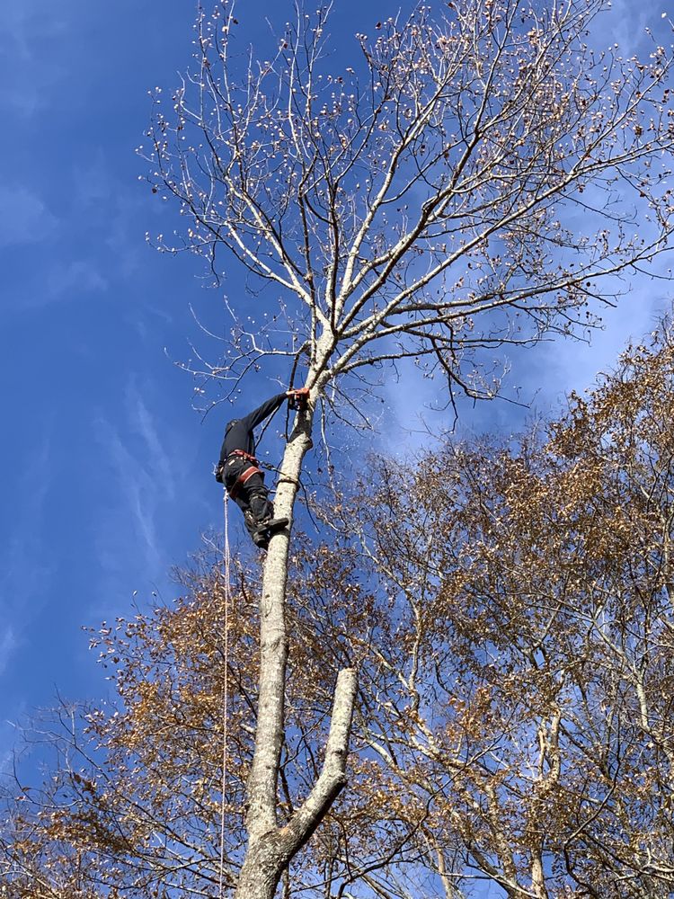 DJ TREE SERVICE - Updated April 2025 - Request a Quote - 24 Photos ...