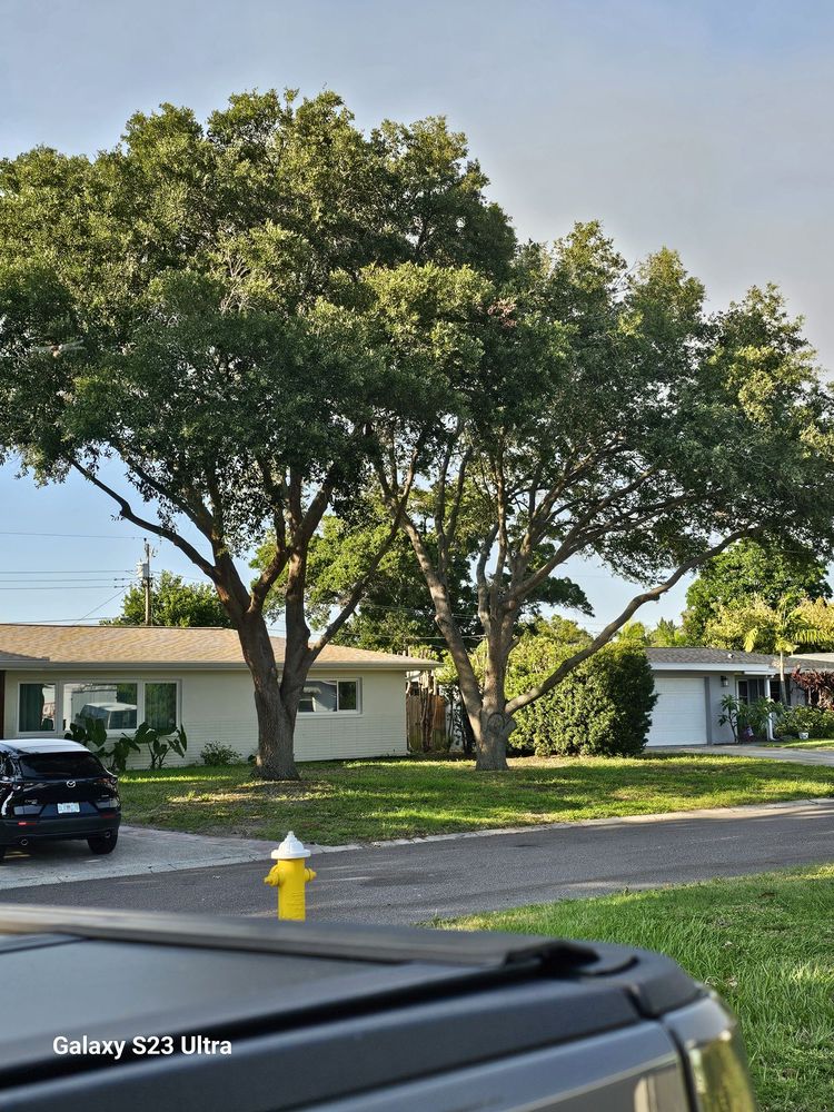 TREE SHERIFF’S TREE SERVICE - Updated March 2025 - Largo, Florida ...