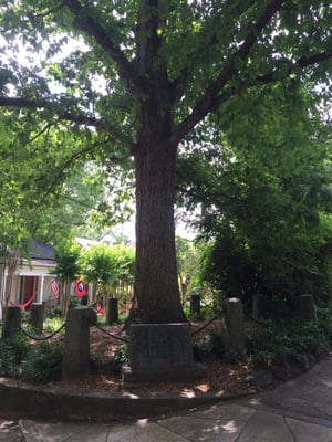 THE TREE THAT OWNS ITSELF - Updated October 2025 - 22 Photos & 15 ...