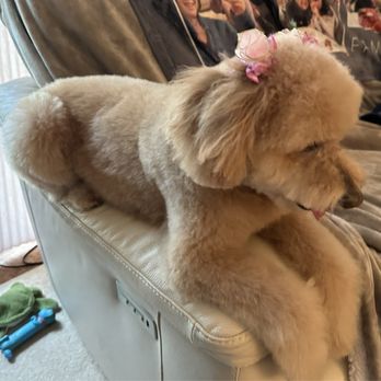 BOUJEE BUBBLES MOBILE DOG GROOMING - Updated October 2025 - 28 Photos ...