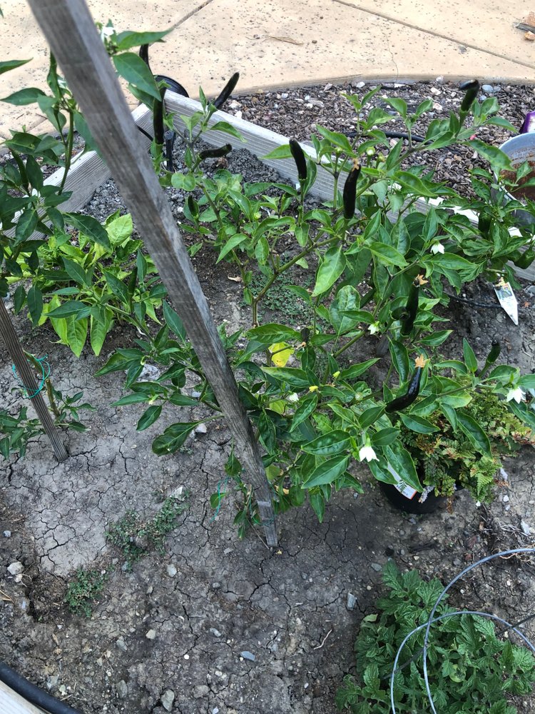 KARMAN LANDSCAPING - Updated March 2025 - San Ramon, California ...