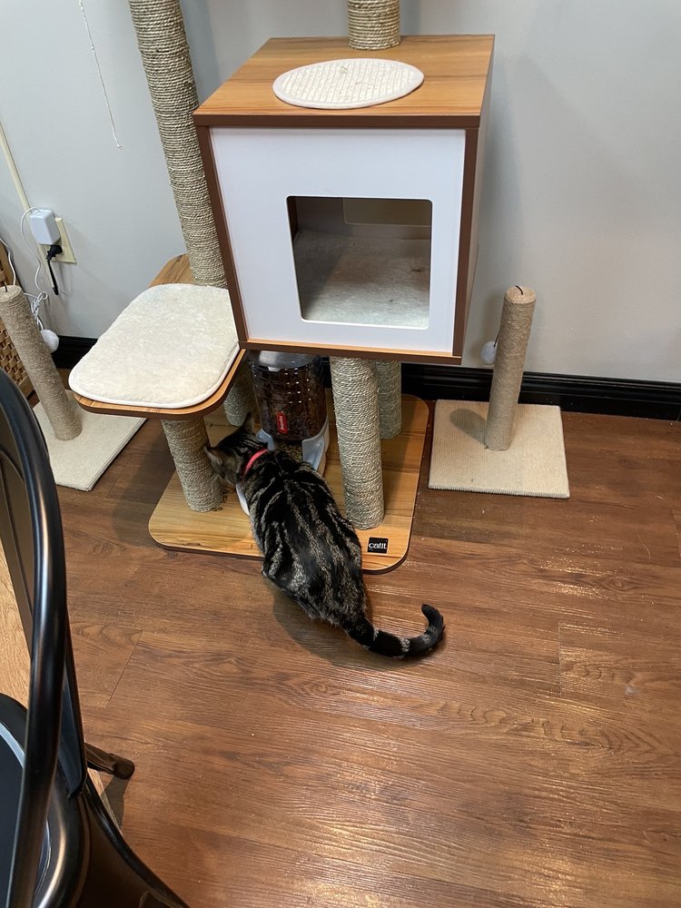 CAT ZEN CAFE AND LOUNGE - Updated July 2025 - 39 Photos & 12 Reviews ...