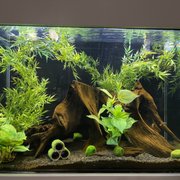 CK FISH WORLD - 399 Photos & 403 Reviews - 541 North Azusa Ave, West ...