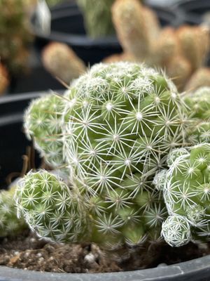 PLANTS FOR ALL SEASONS - Updated September 2025 - 31 Photos & 37 ...