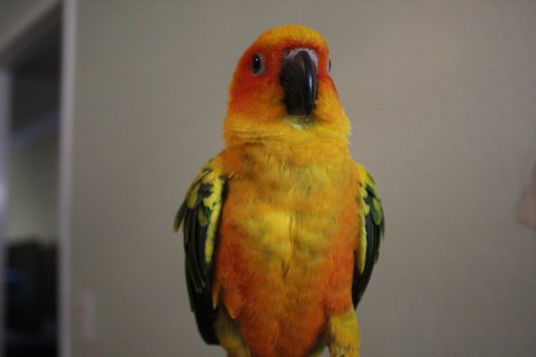 MAGNOLIA BIRD FARM - 109 Photos & 145 Reviews - 12200 Magnolia Ave ...