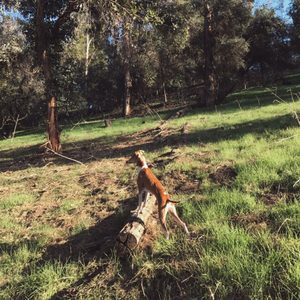 MURPHY RANCH PARK - 186 Photos & 45 Reviews - Hiking - 16200 Las ...