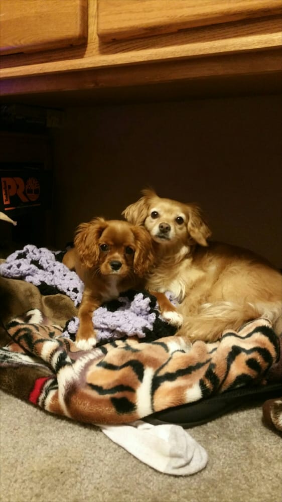 BLOOM PET HOSPITAL - Updated December 2025 - 13 Reviews - 412 West Rd ...