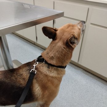 ACOMA ANIMAL CLINIC - Updated October 2025 - 14 Photos & 44 Reviews ...
